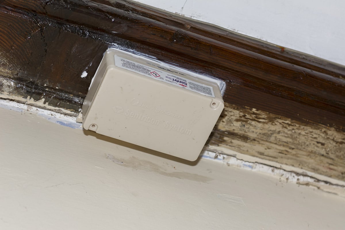 ¿Qué son los cebos para termitas y cómo funcionan? | Hisan